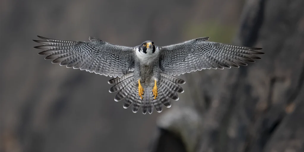 Vandrefalk – Fact Bird